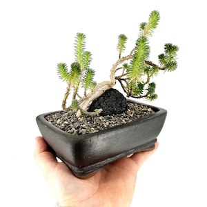 Mini Joshua Tree Succulent 4" Pot Thick and Full - Sedum Multiceps ...
