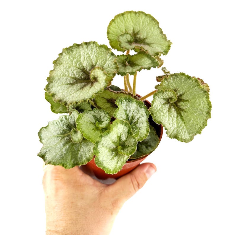 Begonia Rex 'escargot': Swirled Snail Leaf Houseplant - 4" and 6" Pot ...