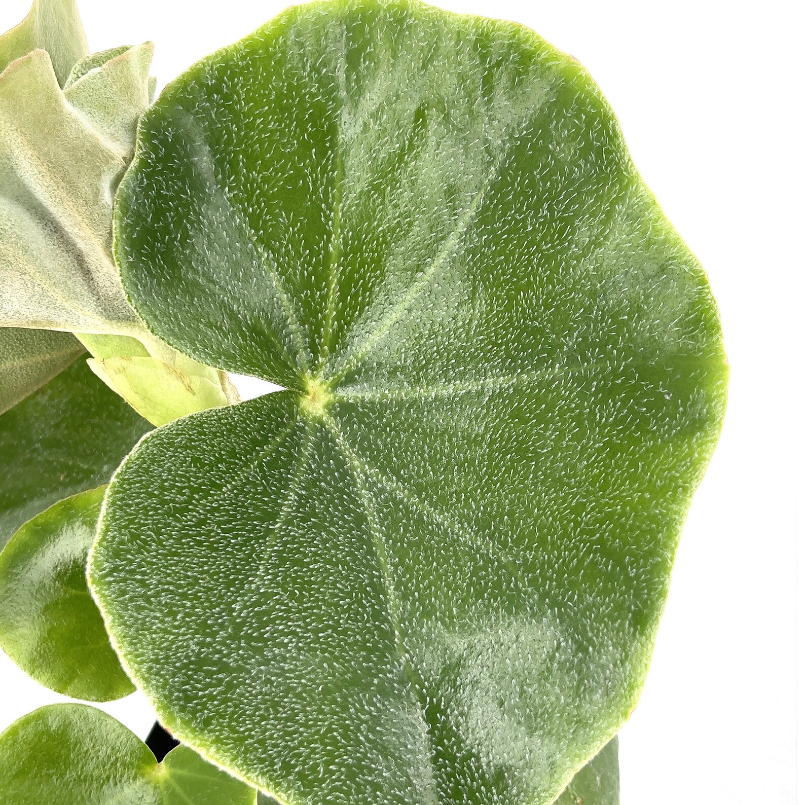 Begonia Venosa Rare Succulent Begonia Thick Fuzzy Leaves - Etsy