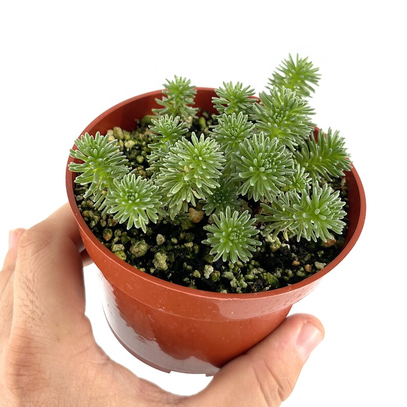 Mini Joshua Tree Succulent 4 Pot Thick and Full Sedum - Etsy