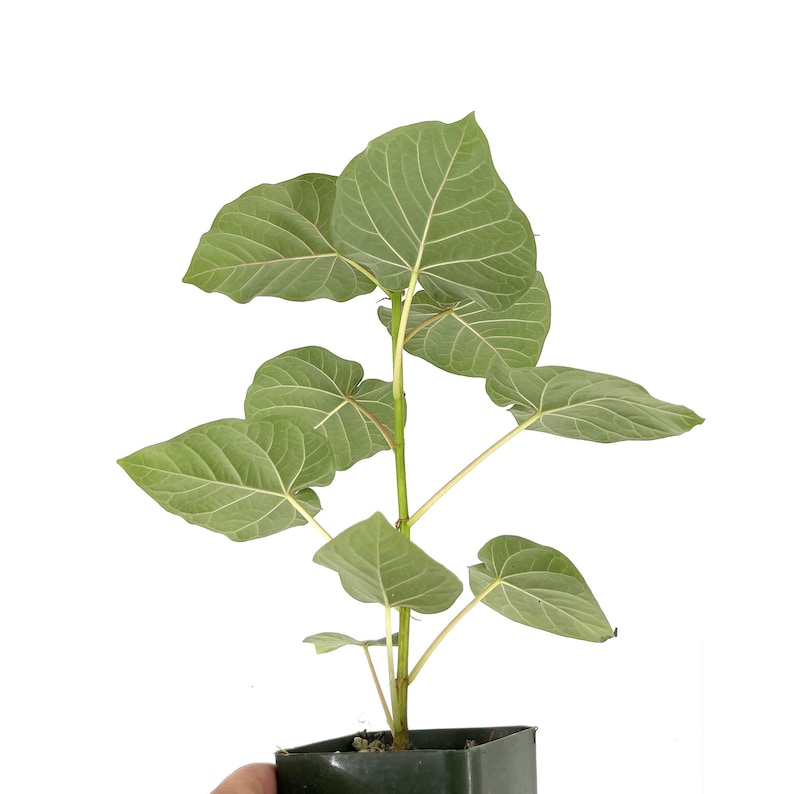 Ficus Petiolaris Red Veins 'rock Fig' Rare Fig Tree - Etsy