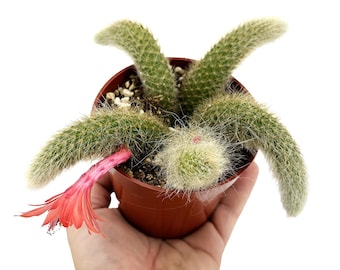 4” Pot Monkey’s Tail Cactus/ Cleistocactus Colademononis/hildewintera ...