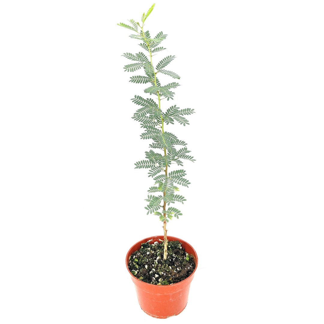 Vachellia Erioloba Tree – Camel Thorn, Giraffe Thorn, Desert Bonsai (4 ...