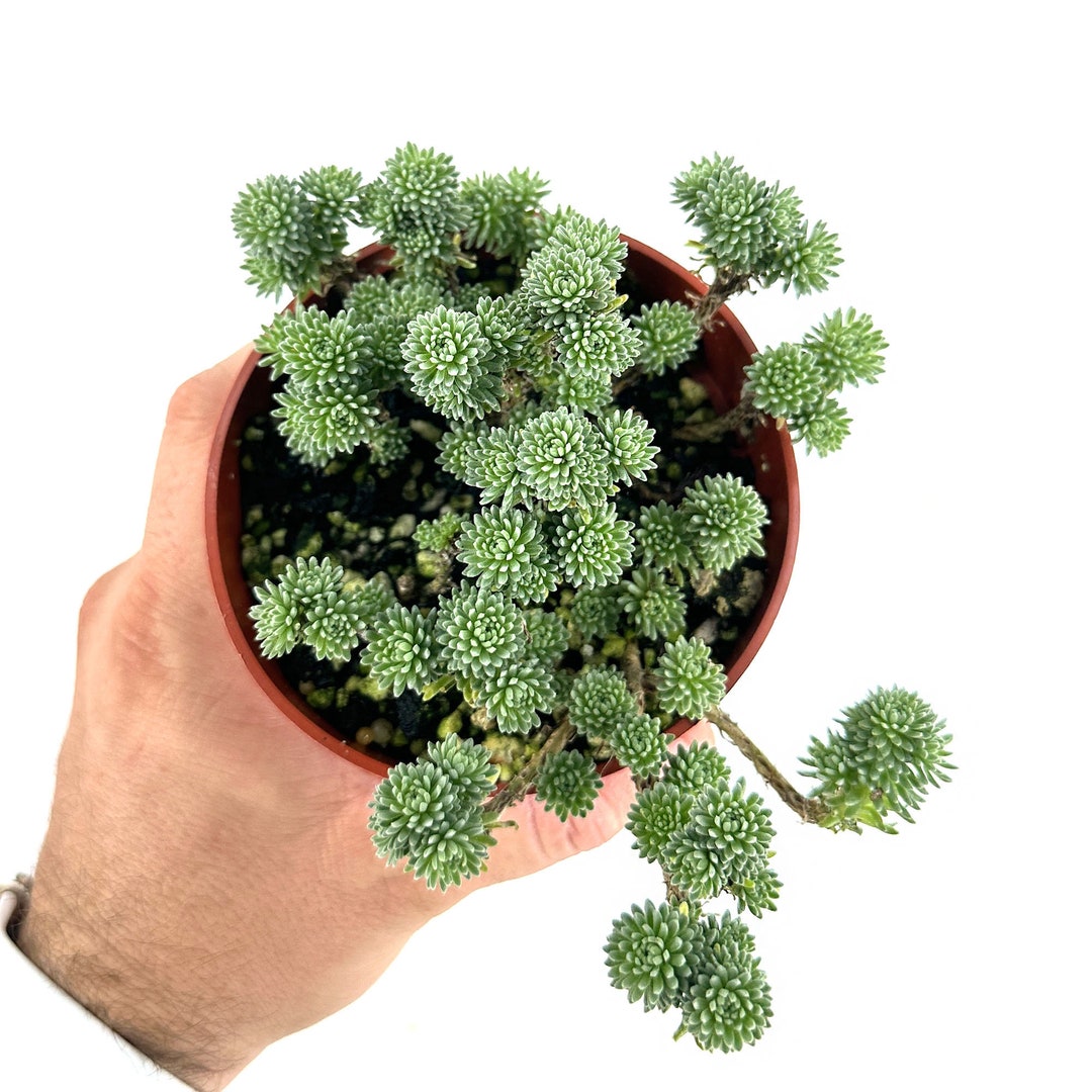 Mini Joshua Tree Succulent 4" Pot Thick and Full - Sedum Multiceps ...