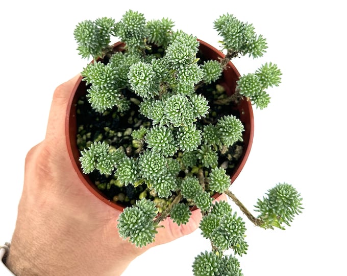 Mini Joshua Tree Succulent 4" Pot Thick and Full - Sedum Multiceps ...