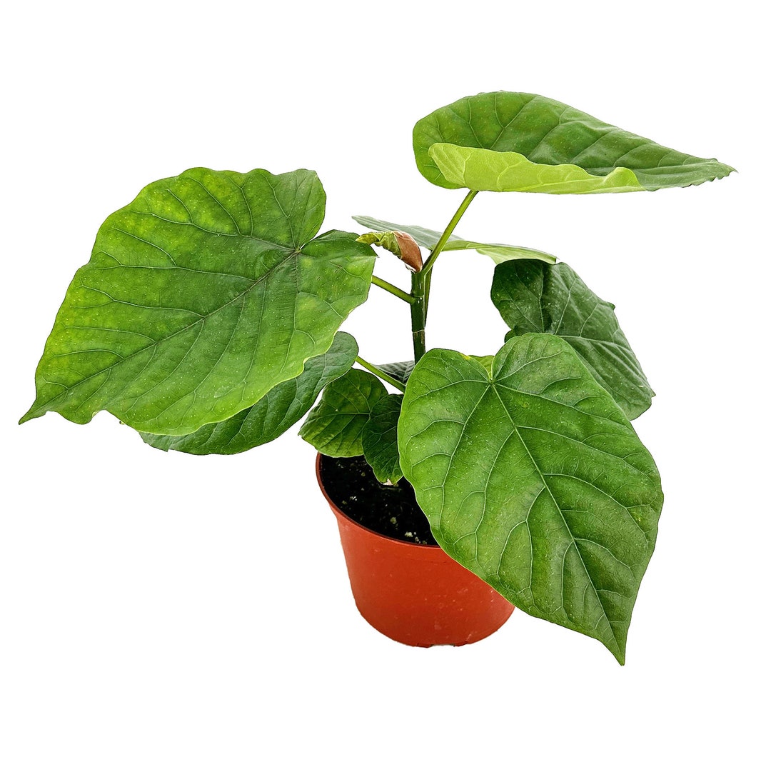 Ficus Umbellata Umbrella Fig 6 Pot Ships From California - Etsy