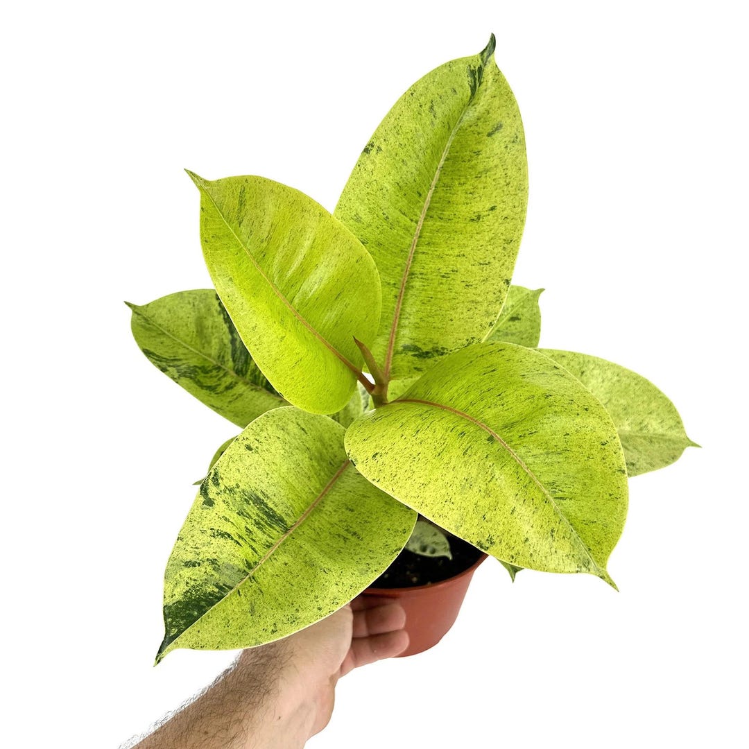 Ficus Shivereana Moonshine Rare Ficus Elastica Variegated 6 Pot 4 Pot ...