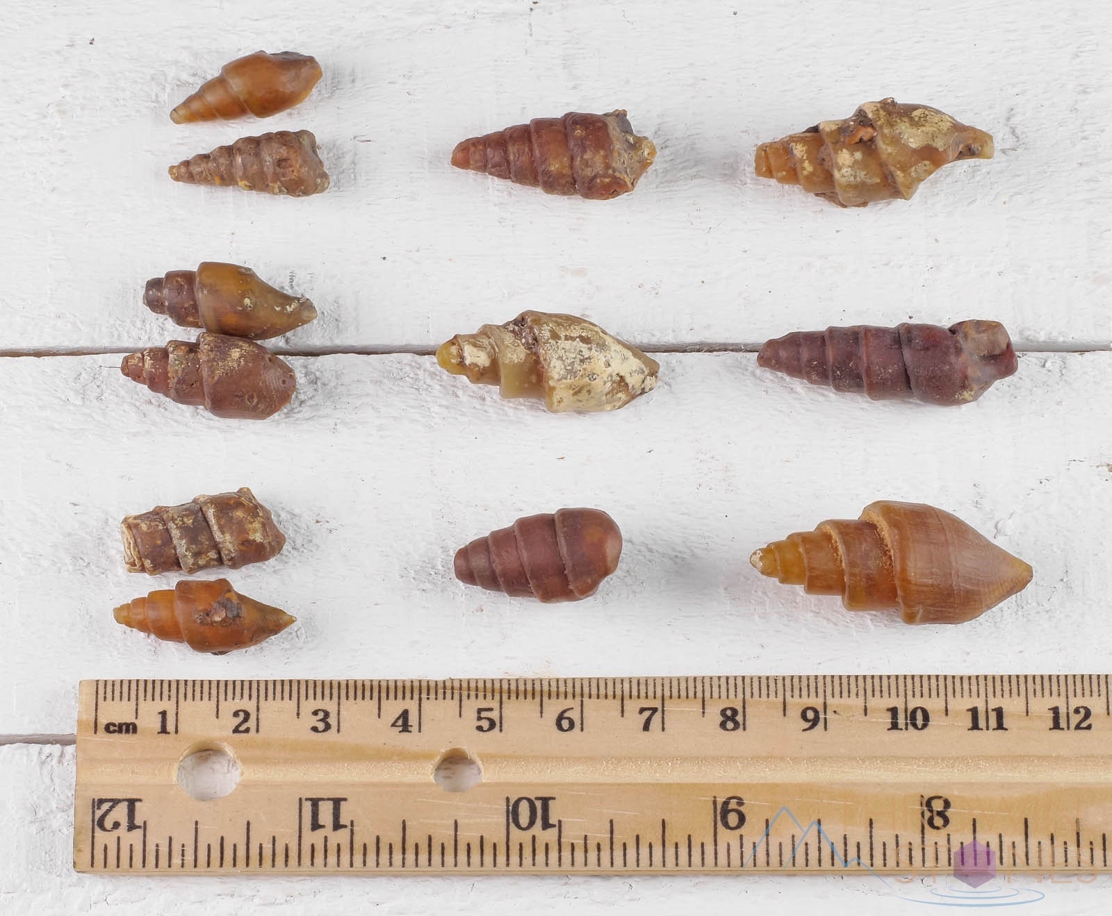 Agatized SEASHELL Fossil Wire Wrap Jewelry Making - Etsy