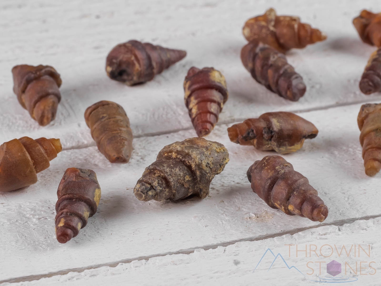 Agatized SEASHELL Fossil Wire Wrap Jewelry Making | Etsy