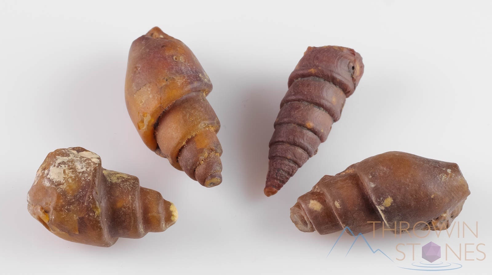 Agatized SEASHELL Fossil Wire Wrap Jewelry Making | Etsy