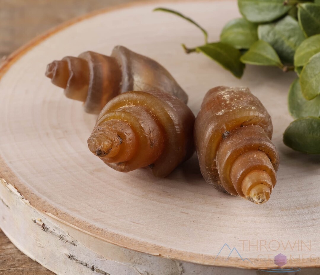 Agatized SEASHELL Fossil Wire Wrap Jewelry Making - Etsy