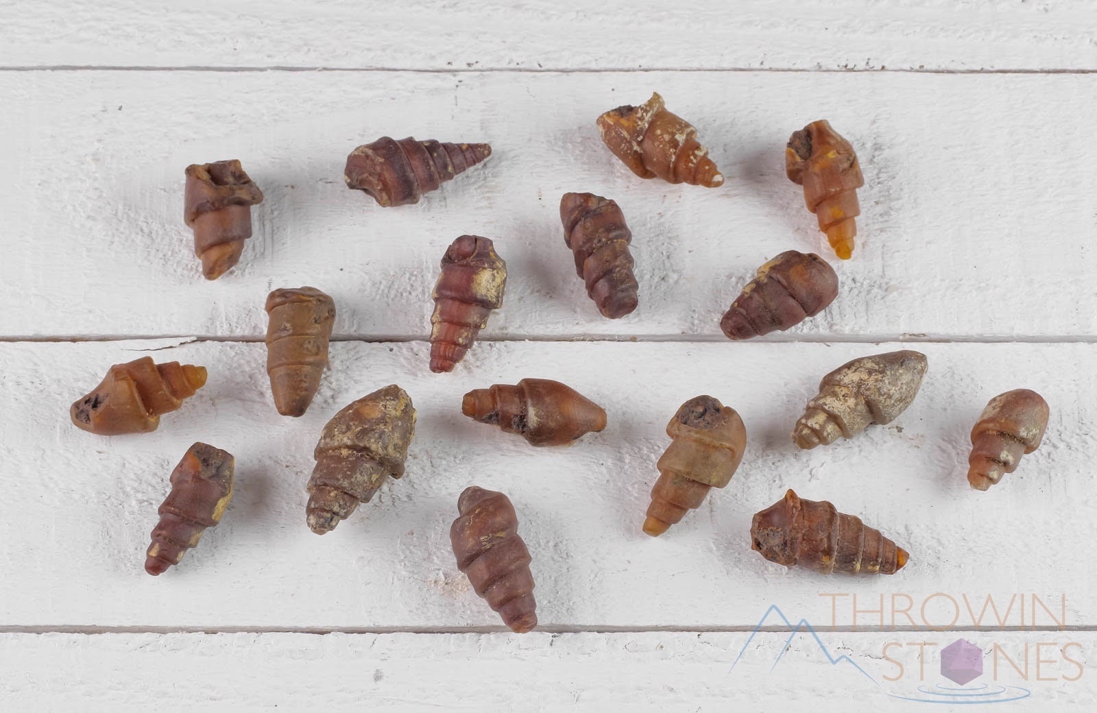 Agatized SEASHELL Fossil Wire Wrap Jewelry Making - Etsy