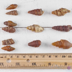 Agatized SEASHELL Fossil - Wire Wrap, Jewelry Making, Fossilized Shell ...