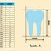 Tooth Shape - Multiple Sizes- Laser Cut Unfinished Wood Cutout Shapes ...