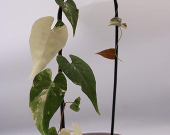 Fallopia Multiflora Variegated; Reynoutria Multiflora - High ...