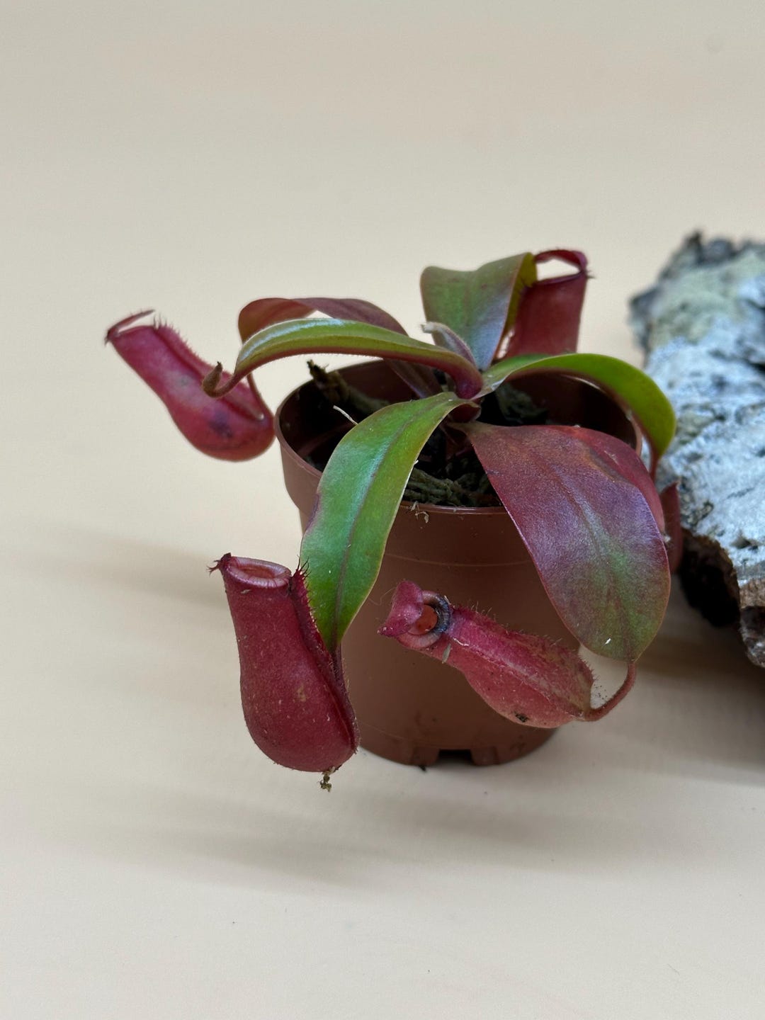 Nepenthes Bloody Mary Pitcher Carnivorous Plant - Etsy