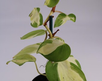 Philodendron Gabby - Etsy