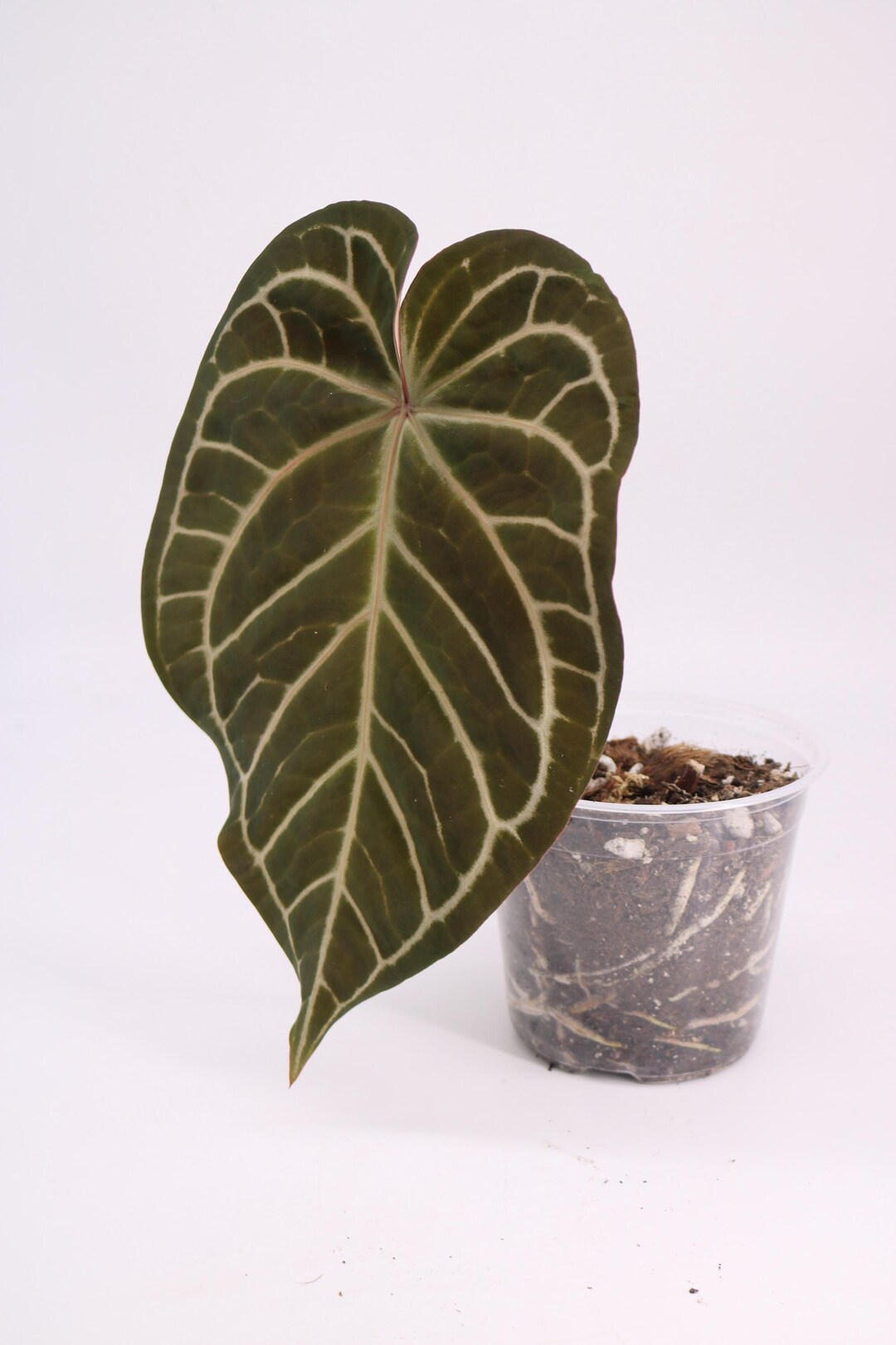 Anthurium Zara X Michelle Doc Block Hybrid - Etsy