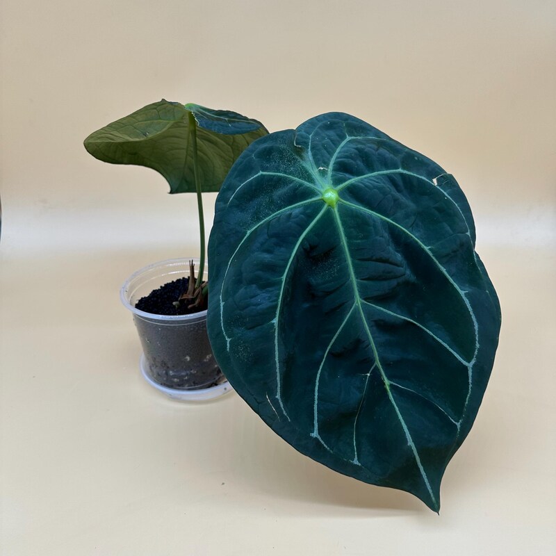 Anthurium Forgetii - Etsy
