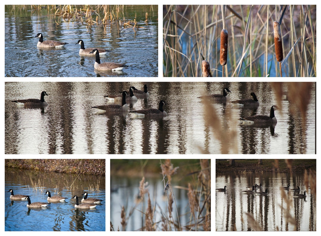 Geese and Nature Fall Desktop Background - Etsy