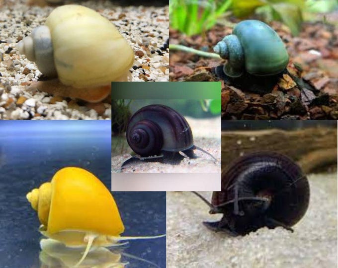 Mystery Snails X4 (pomacea Bridgesii) Medium Mix Pack - Live Freshwater ...