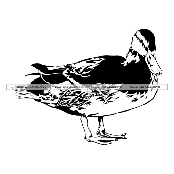 Duck Duckling Baby Bird Quack Animal Feathers Beak Game Nature Design ...