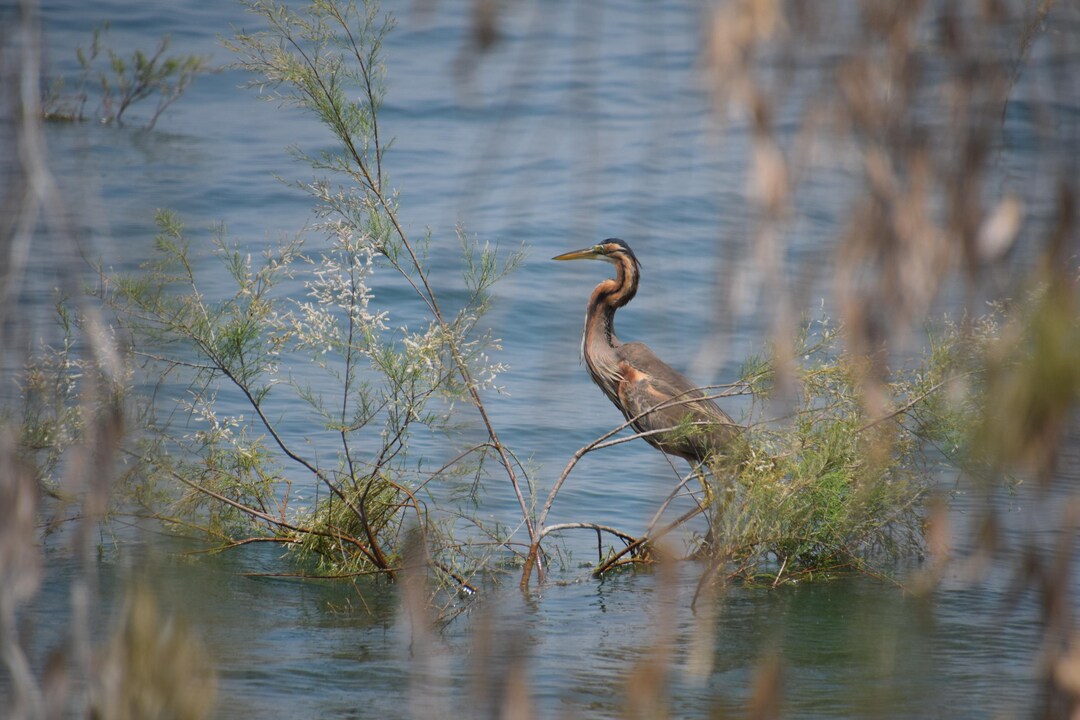 Sea of Galilee Bird and Trees Digital Photo - Etsy