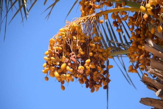 Dates in Israel Digital Photo | Etsy