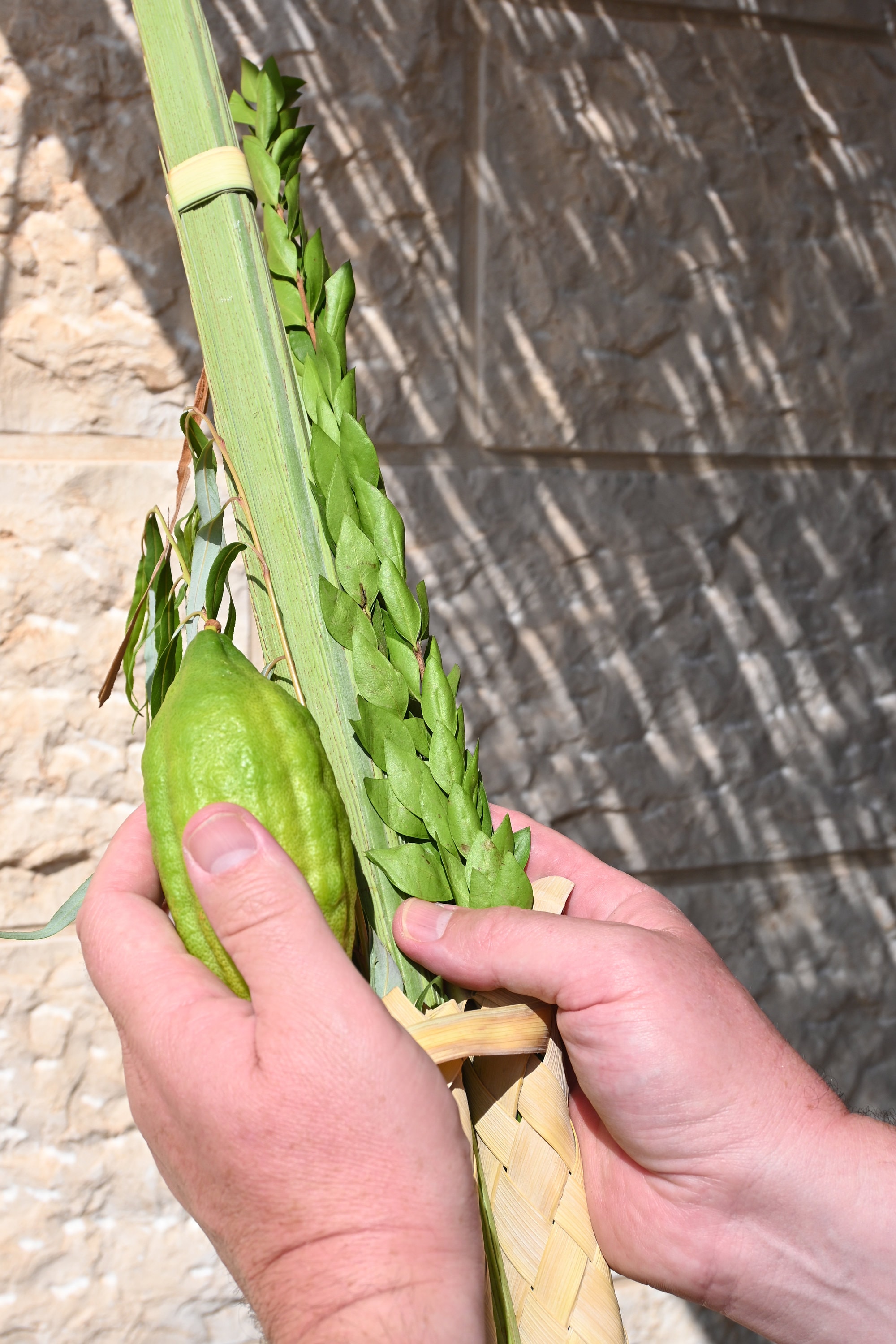 Lulav and Etrog Digital Photo - Etsy