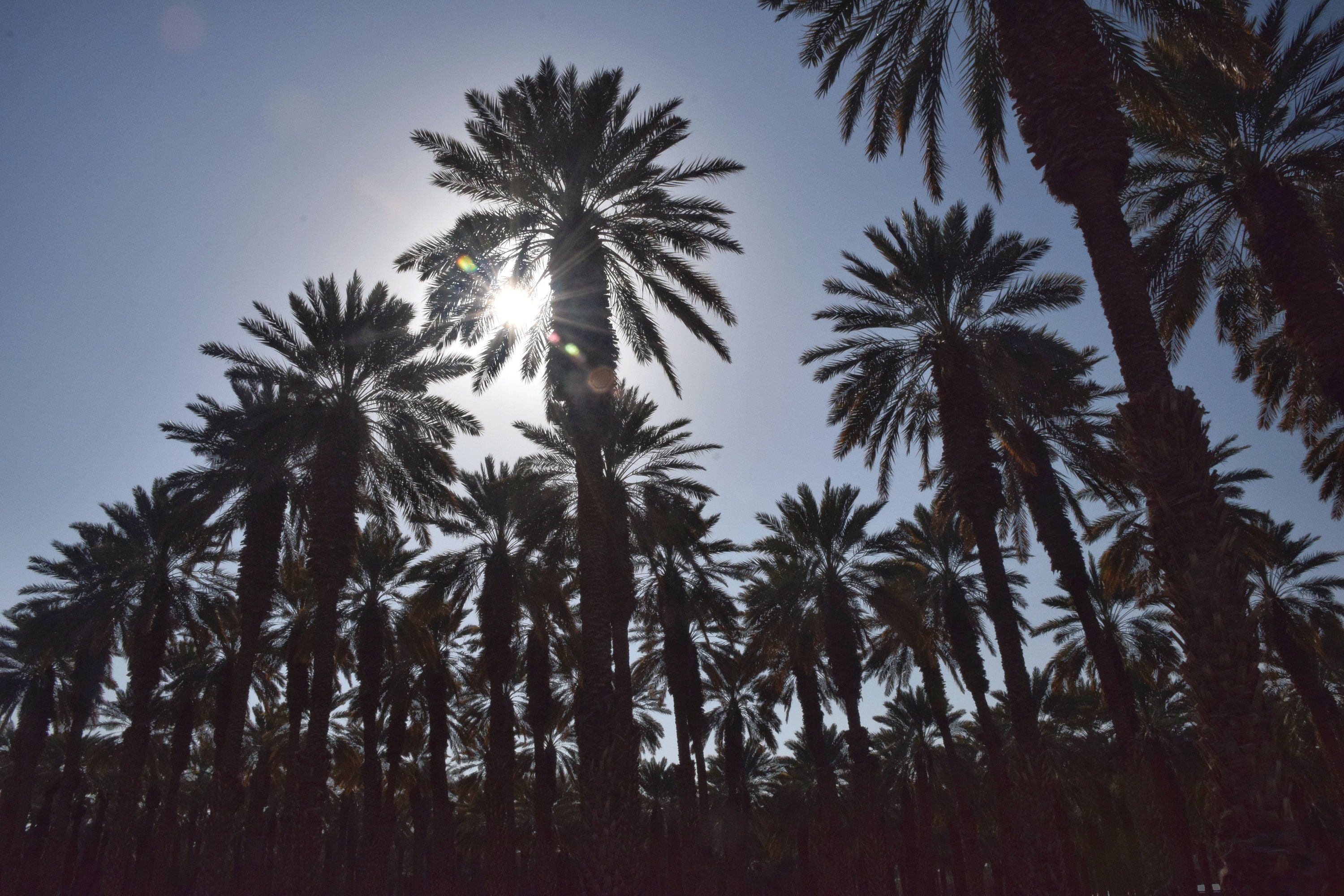 Palm Trees in Israel Digital Photo - Etsy