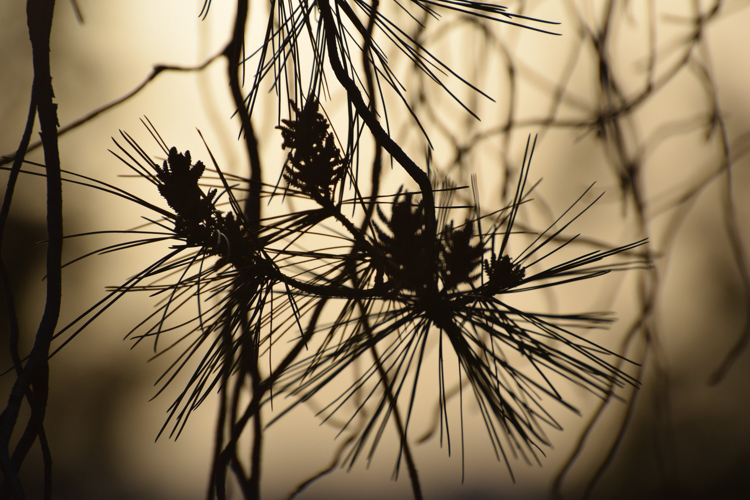 Pine Tree Digital Photo - Etsy