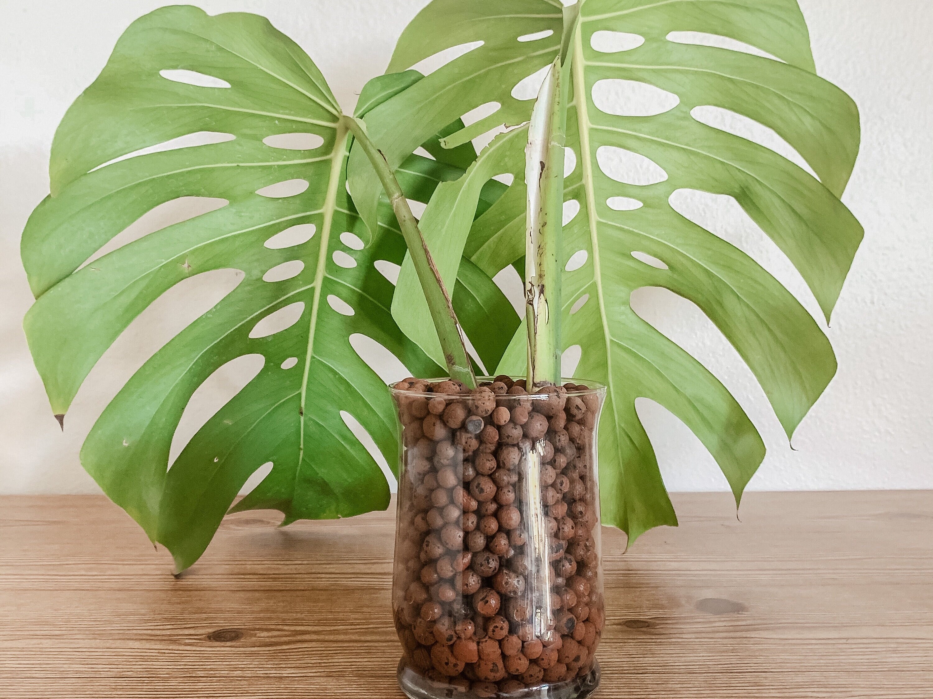 Semi-hydro Beginner/starter Kit Clay Pebbles LECA, Nutrient Solution ...