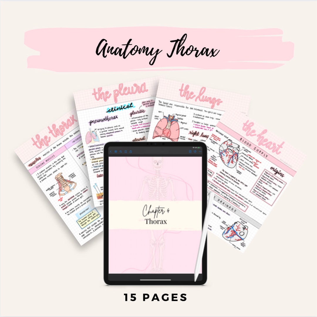 Anatomy Thorax Notes | Heart, Lungs, Mediastinum, Thorax Notes Bundle ...