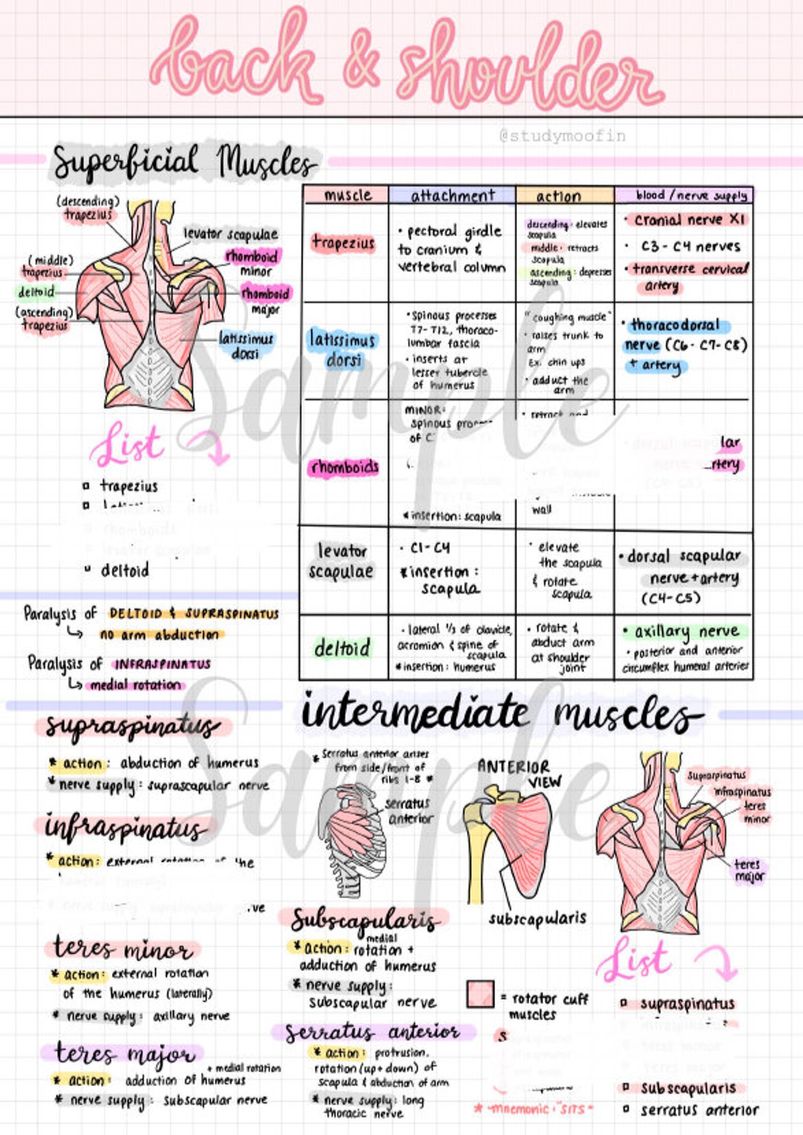 Anatomy Upper and Lower Limb Notes | Anatomy and Physiology Notes ...