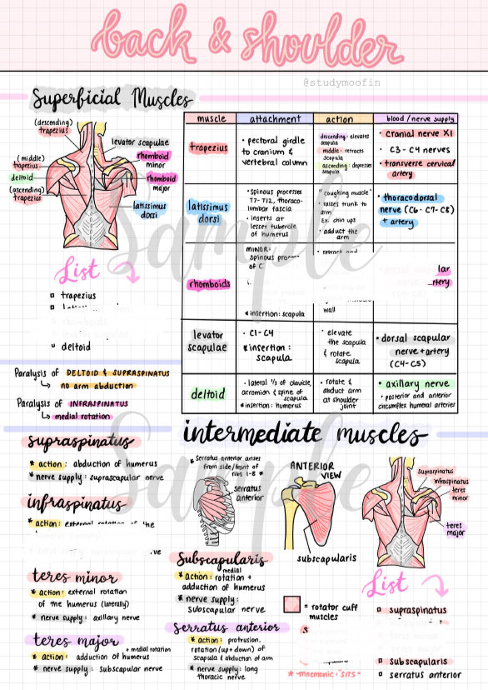 Anatomy Upper and Lower Limb Notes | Anatomy and Physiology Notes ...