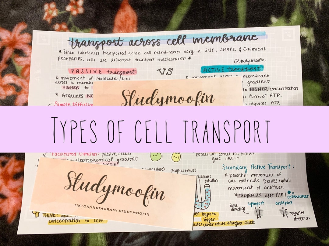 Physiology Types of Cell Transport Notes Concept Map - Etsy