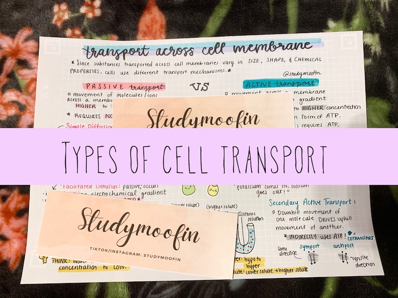 Physiology Types of Cell Transport Notes Concept Map - Etsy