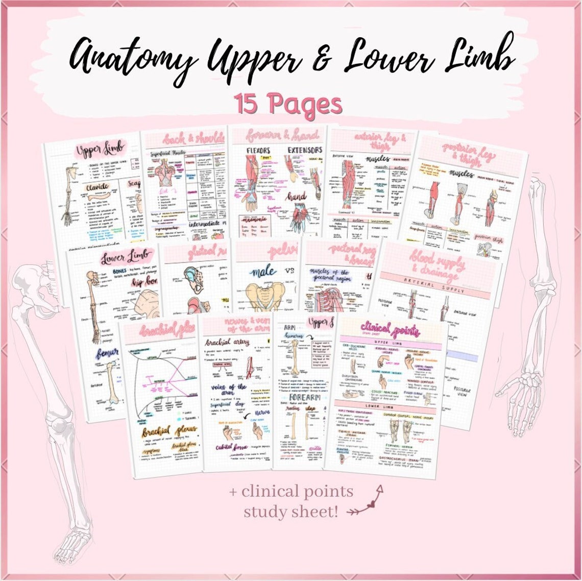 Anatomy Upper and Lower Limb Notes Anatomy and Physiology | Etsy