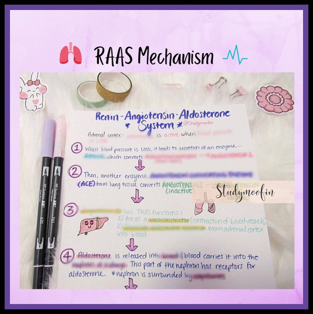 Renin Angiotensin Aldosterone System Mechanism/pathway RAAS - Etsy
