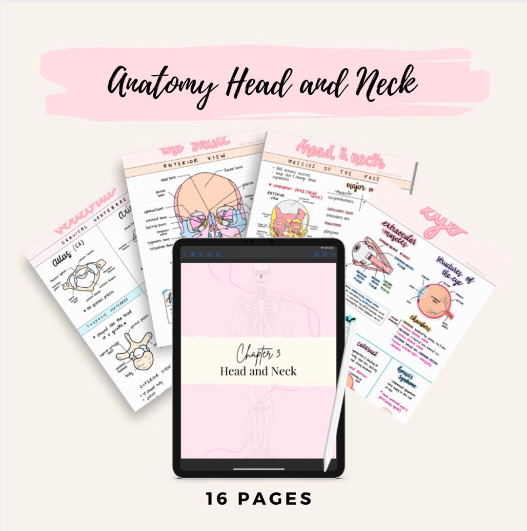 Human Anatomy Head and Neck Notes Spinal Cord, Brain, Skull Notes ...