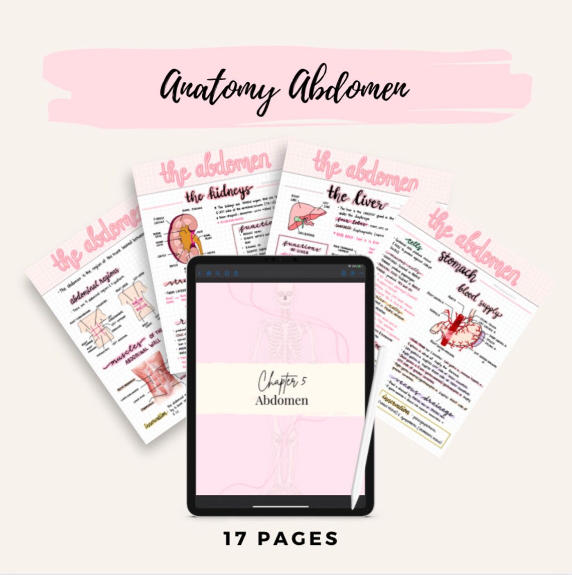Anatomy Abdomen Notes | Digestive System Notes Bundle - Etsy