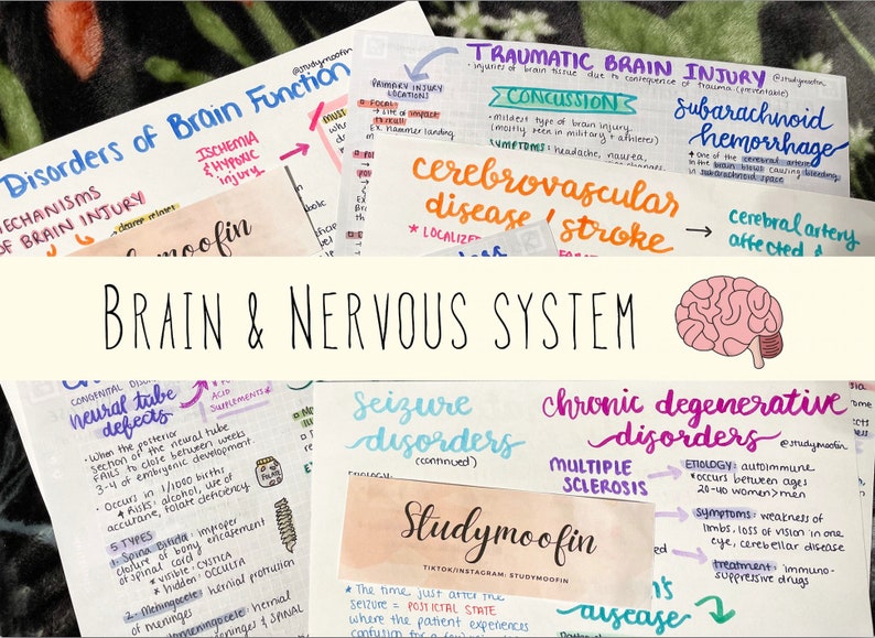 Pathophysiology Brain and Nervous System Disorders Bundle With ...