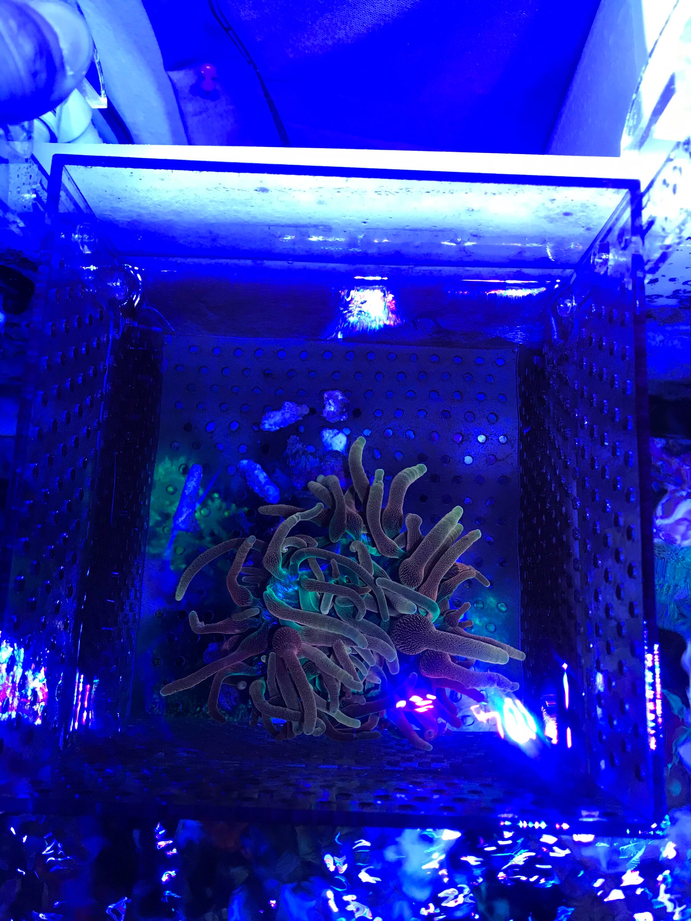 The Cube the Ultimate Anemone Coral Box Mushroom Box - Etsy