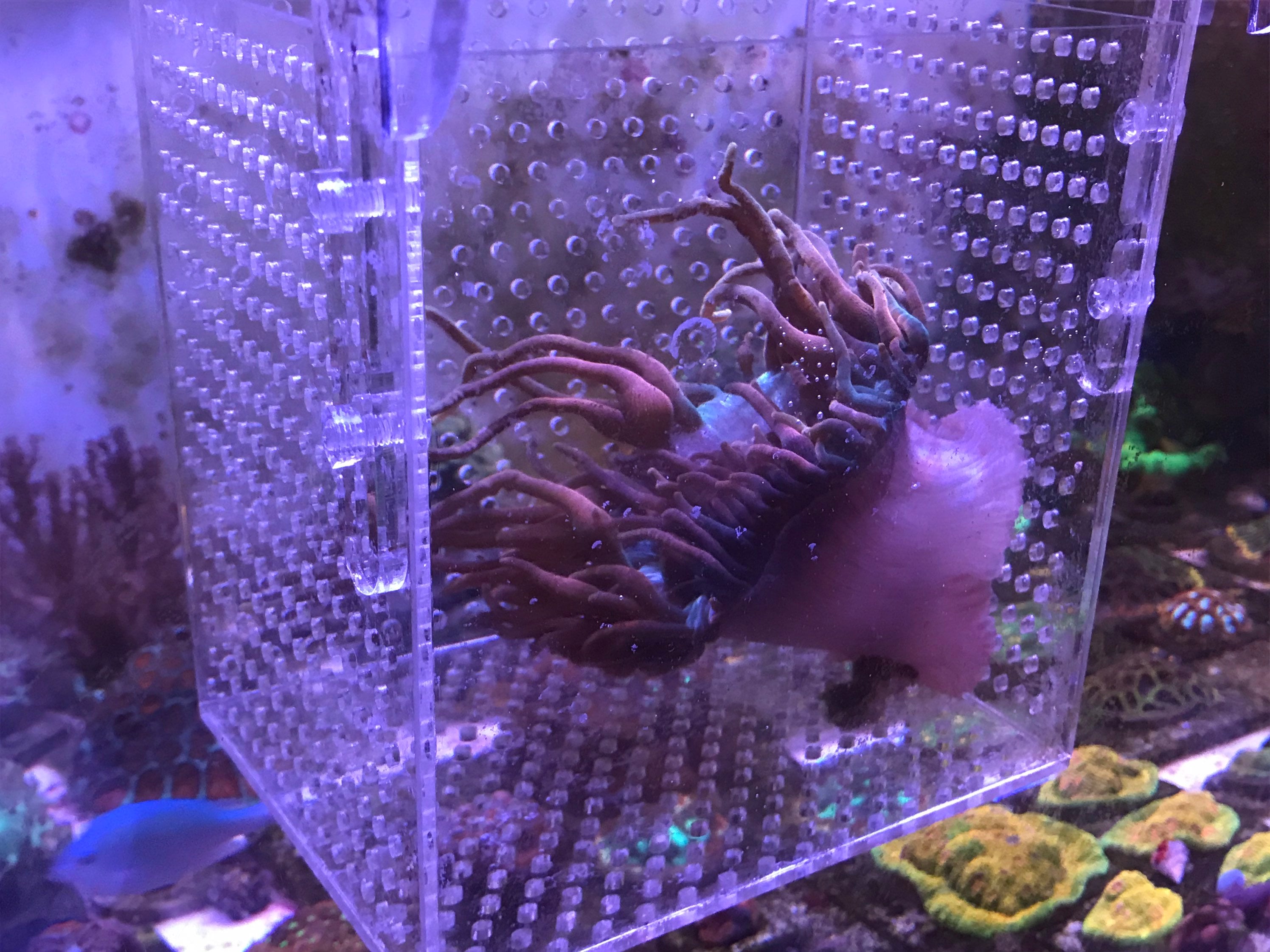 The Cube the Ultimate Anemone Coral Box Mushroom Box - Etsy