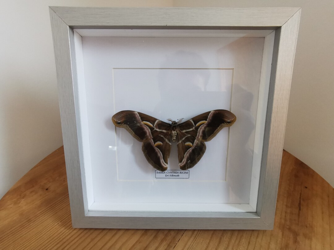 Samia Cynthia Ricini in Box Frame - Etsy