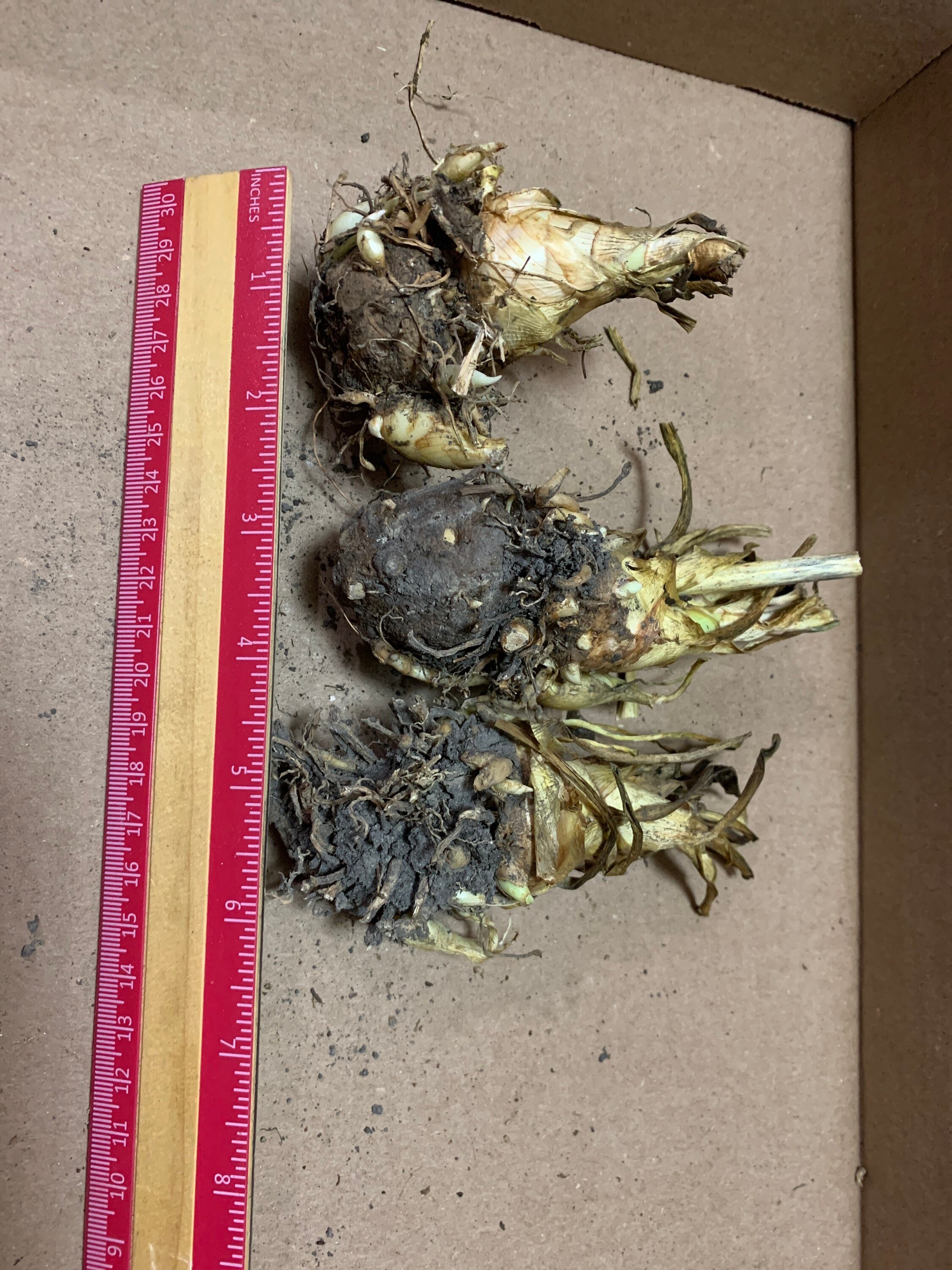 Mexican Single Tuberose Bulbs Rajanigandha Polianthes - Etsy