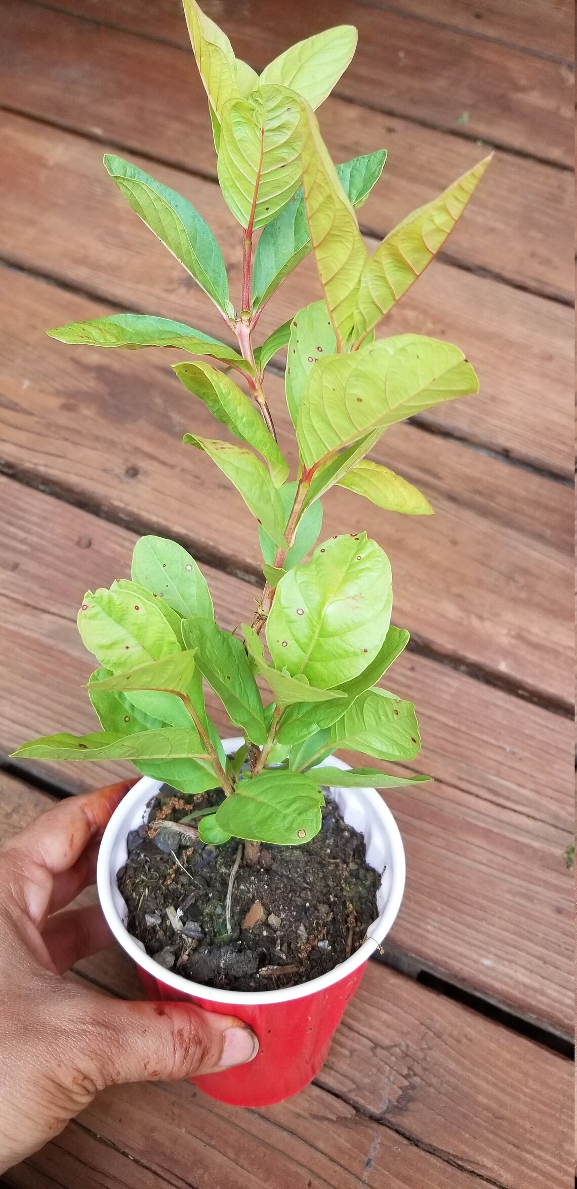 Planta de guayaba verde india pera tropical guayaba de | Etsy