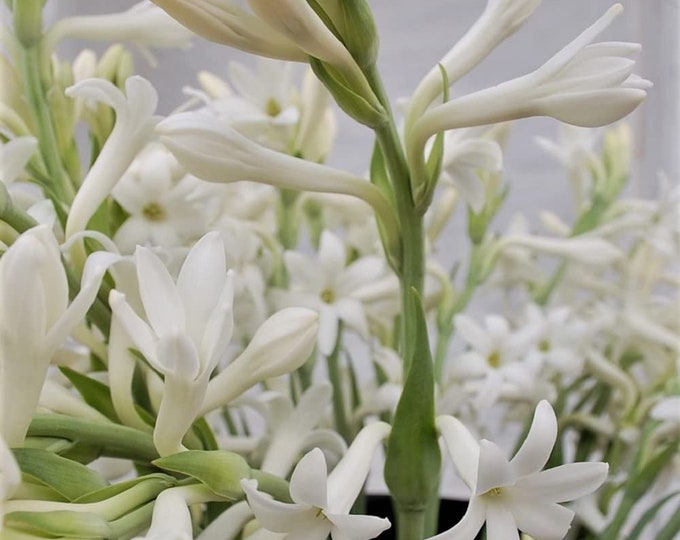 Mexican Single Tuberose Bulbs, Rajanigandha, Polianthes Tuberosa ...