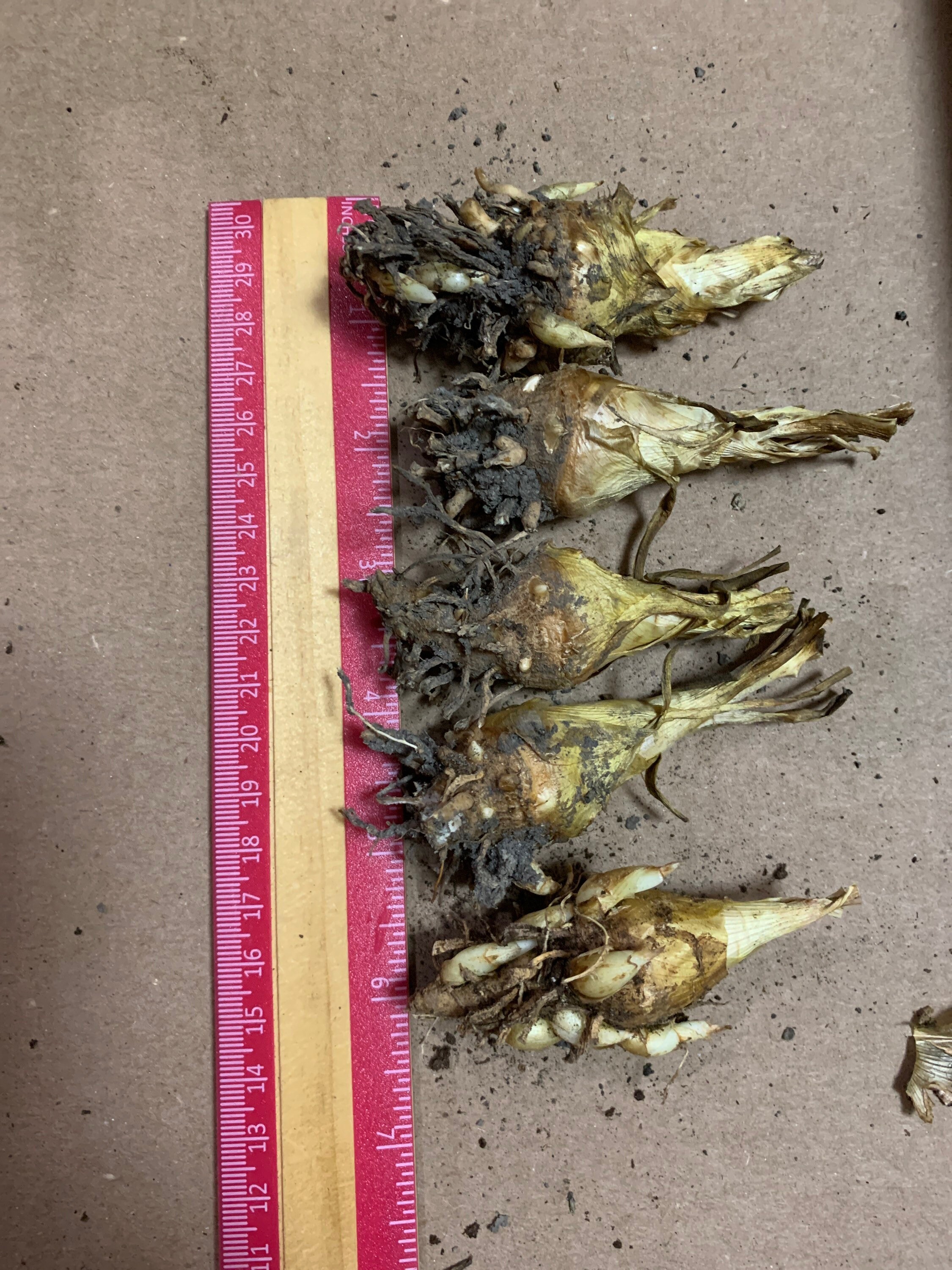 Mexican Single Tuberose Bulbs Rajanigandha Polianthes - Etsy