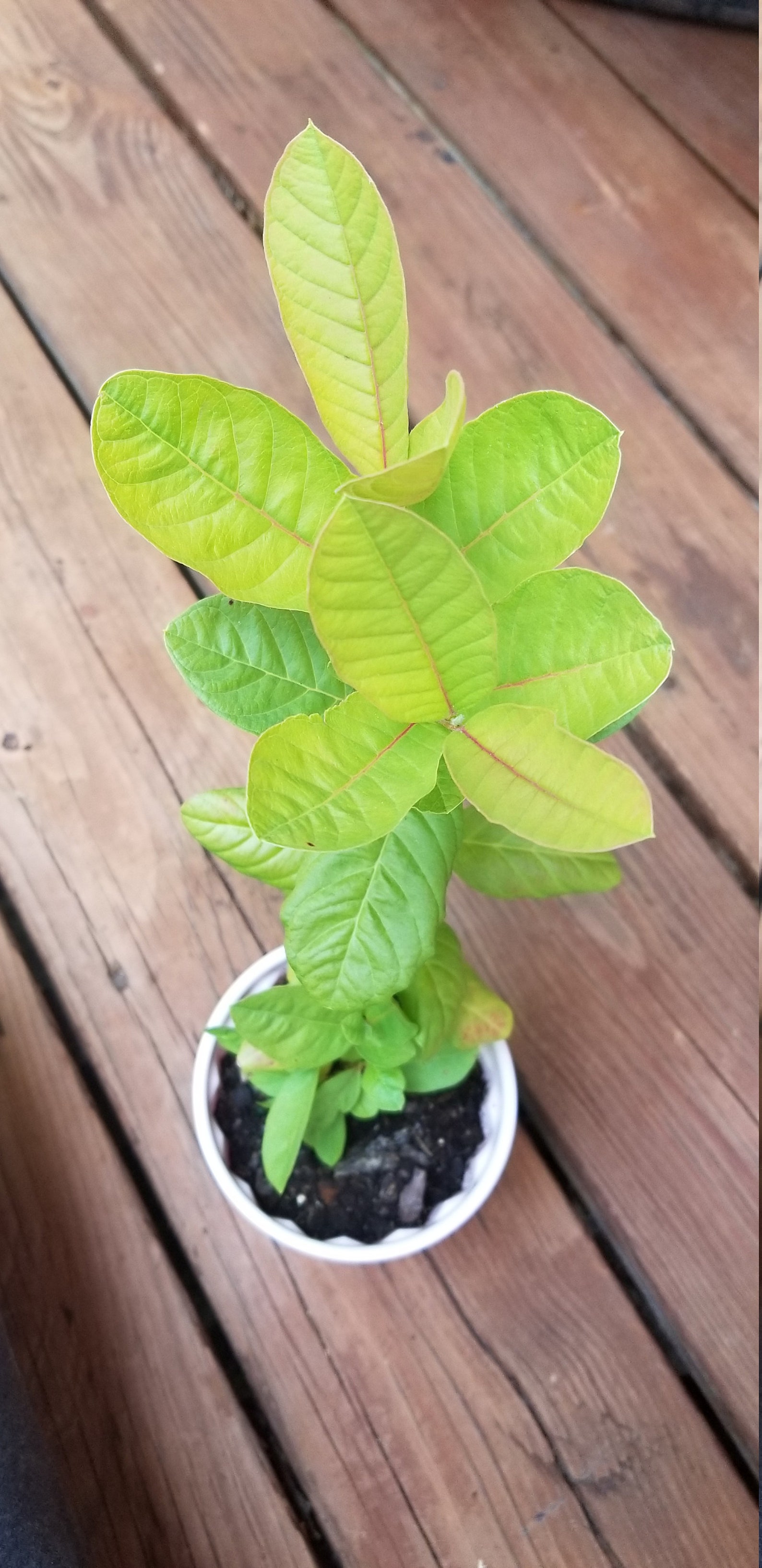 Planta de guayaba verde india pera tropical guayaba de | Etsy